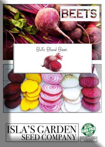 Bull's Blood Beet Seeds for Planting, 100+ Heirloom Seeds Per Packet, (Isla's Garden Seeds), Non GMO Seeds, Botanical Name: Beta vulgaris, Great Home Garden Gift