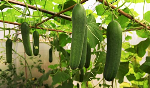 TomorrowSeeds - Persian Cucumber Seeds - 30+ Count Packet - Lebanese Middle Eastern Cucumbers Beit Alpha F1 Hybrid Burpless Kirby Garden