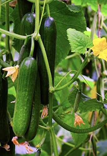 TomorrowSeeds - Persian Cucumber Seeds - 30+ Count Packet - Lebanese Middle Eastern Cucumbers Beit Alpha F1 Hybrid Burpless Kirby Garden