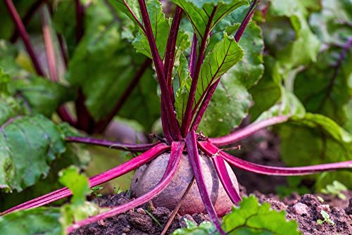 Bull's Blood Beet Seeds for Planting, 100+ Heirloom Seeds Per Packet, (Isla's Garden Seeds), Non GMO Seeds, Botanical Name: Beta vulgaris, Great Home Garden Gift