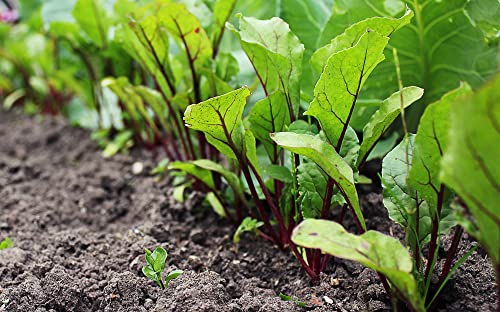 Bull's Blood Beet Seeds for Planting, 100+ Heirloom Seeds Per Packet, (Isla's Garden Seeds), Non GMO Seeds, Botanical Name: Beta vulgaris, Great Home Garden Gift