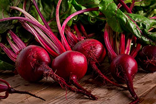 Bull's Blood Beet Seeds for Planting, 100+ Heirloom Seeds Per Packet, (Isla's Garden Seeds), Non GMO Seeds, Botanical Name: Beta vulgaris, Great Home Garden Gift