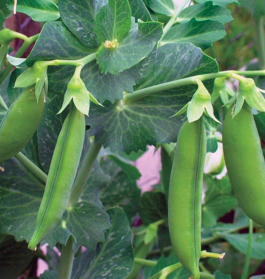 25 Little Marvel Pea Seeds for Planting Heirloom Non GMO 5+ Grams Garden Vegetable Bulk Survival