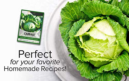 Cabbage Seeds for Planting - Golden Acre Green Heirloom, Non-GMO Vegetable Variety- 1 Gram Approx 225 Seeds Great for Summer, Spring, Fall, and Winter Gardens by Gardeners Basics