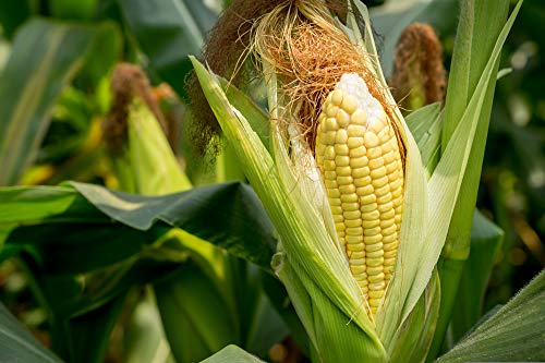 Early Sunglow Sweet Yellow Corn Seeds for Planting, 50+ Seeds Per Packet, (Isla's Garden Seeds), Non GMO Seeds, Botanical Name: Zea mays, Delicious Corn Variety, Great Home Garden Gift