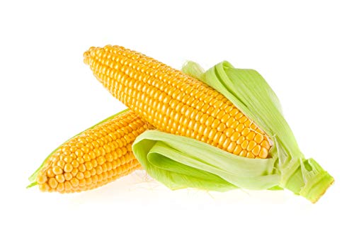 Early Sunglow Sweet Yellow Corn Seeds for Planting, 50+ Seeds Per Packet, (Isla's Garden Seeds), Non GMO Seeds, Botanical Name: Zea mays, Delicious Corn Variety, Great Home Garden Gift