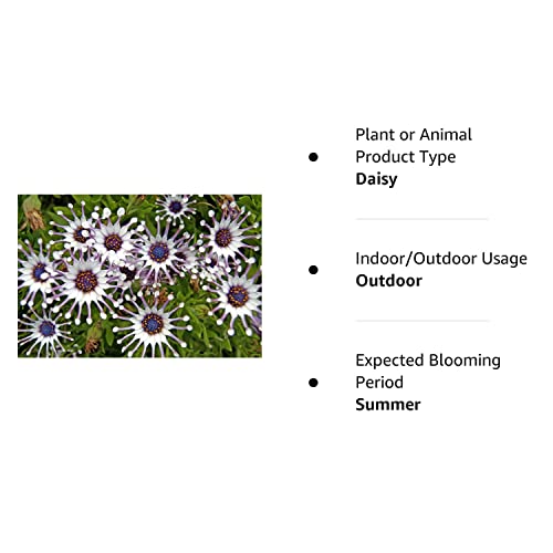 Rare 100 Pcs Seeds Purple Daisy Seeds Flower Garden Plant