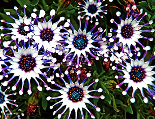 Rare 100 Pcs Seeds Purple Daisy Seeds Flower Garden Plant