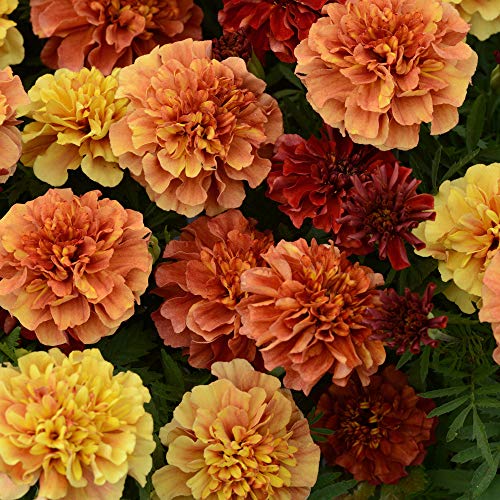 Outsidepride Tagetes Patula French Marigold Strawberry Blonde Garden Flowers for Pots, Containers, Window Boxes - 200 Seeds