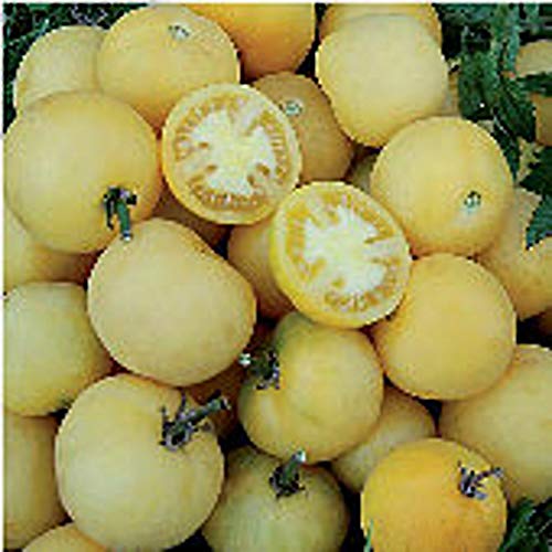 Wapsipinicon Peach Tomato Seeds (20+ Seeds) | Non GMO | Vegetable Fruit Herb Flower Seeds for Planting | Home Garden Greenhouse Pack
