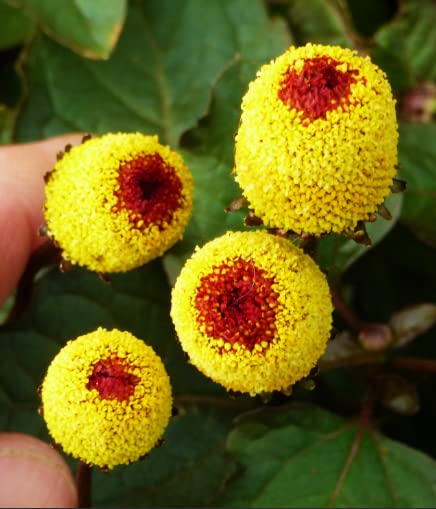 100 Toothache Plant Seeds(Spilanthes paniculata Wall. ex DC.) to Grow in Your Garden