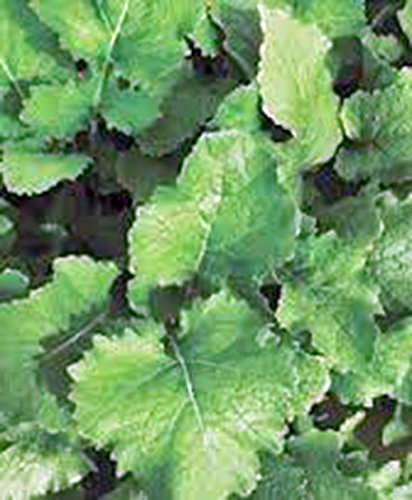 Turnip Seeds,Turnip, Seven Top, Heirloom, 50+ Seeds, Non GMO,vegatable