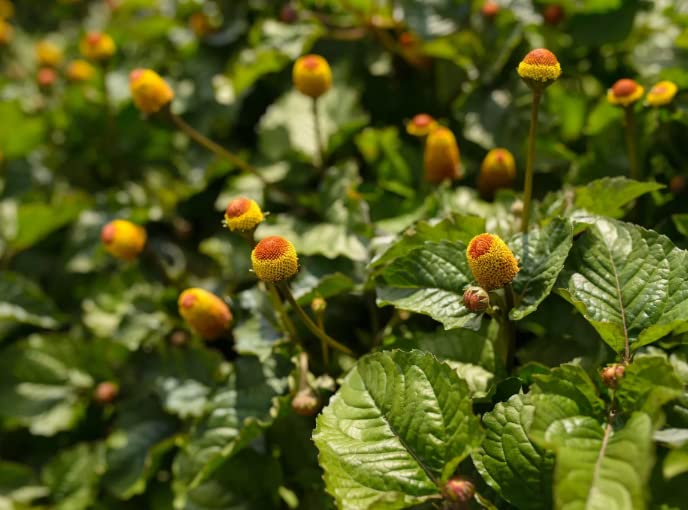100 Toothache Plant Seeds(Spilanthes paniculata Wall. ex DC.) to Grow in Your Garden