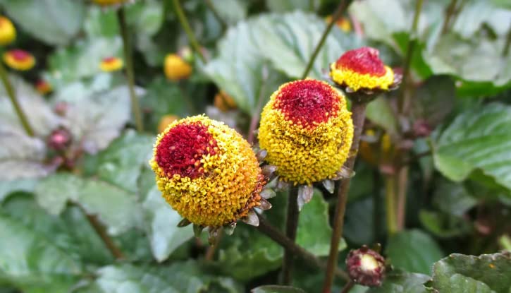 100 Toothache Plant Seeds(Spilanthes paniculata Wall. ex DC.) to Grow in Your Garden