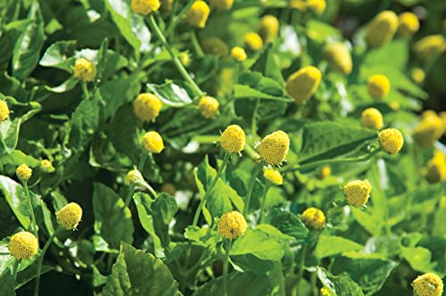 100 Toothache Plant Seeds(Spilanthes paniculata Wall. ex DC.) to Grow in Your Garden
