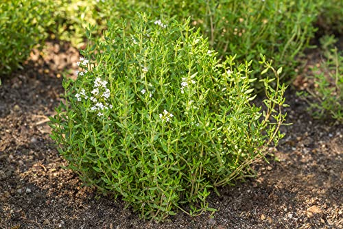 Common Thyme Seeds for Planting, 1000+ Seeds Per Packet, (Isla's Garden Seeds), Non GMO & Heirloom Seeds, Botanical Name: Thymus vulgaris, Great Herb Garden Seeds