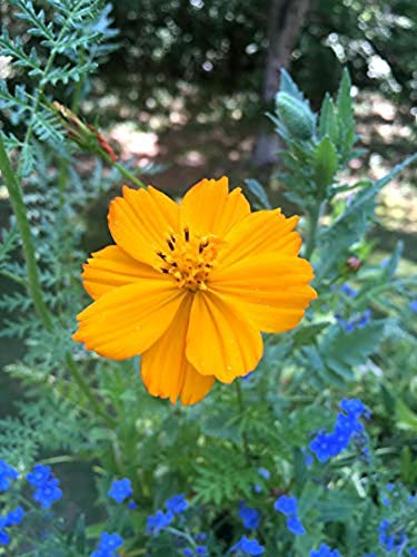Backyard Safari Company Grow Gardens, Honey Bee Habitat