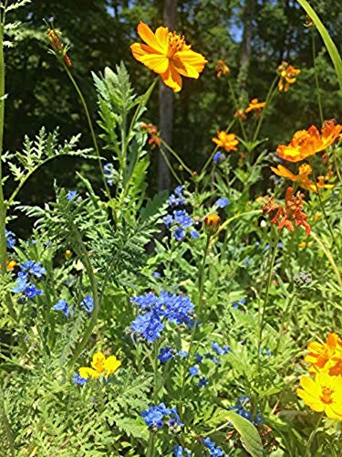 Backyard Safari Company Grow Gardens, Honey Bee Habitat