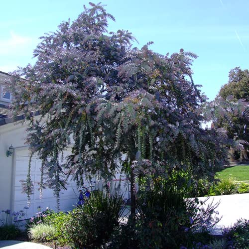 CHUXAY GARDEN 10 Seeds Purple Acacia Baileyana,Cootamundra Wattle Fast-Growing Large Graceful Evergreen Shrub Striking Landscaping Plant Easy Grow