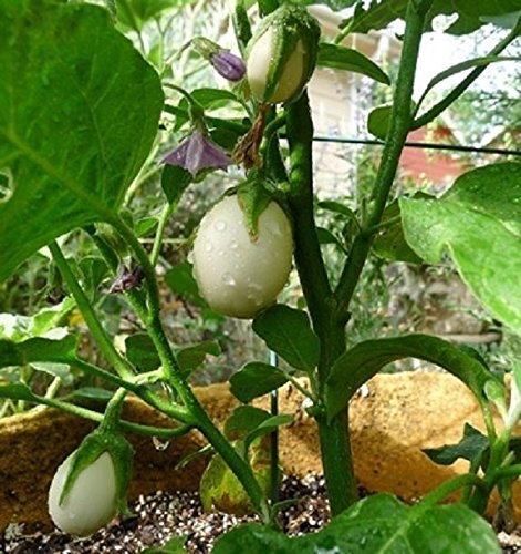 25 Pianta Delle Uova Seeds, Excellent italian Small white Eggplant