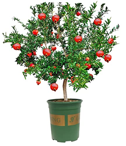 Pomegranate Live Tree Plant Seedling,14-17inch Height, Very Large Orange Red Fruit with Red Arils and Sweet Tart Juice Great for Home and Garden Yards Planting