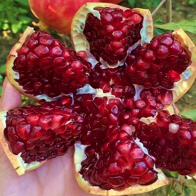 Pomegranate Live Tree Plant Seedling,14-17inch Height, Very Large Orange Red Fruit with Red Arils and Sweet Tart Juice Great for Home and Garden Yards Planting