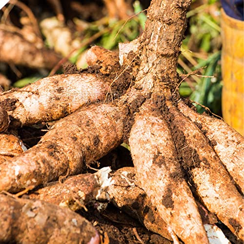 QAUZUY GARDEN 10 Cassava Manioc Mandioca Seeds(Manihot Esculenta), Yuca, Tapioca Plant Seeds -Â Highly Nutritious Heirloom Vegetable Seeds - Easy to Grow & Harvest