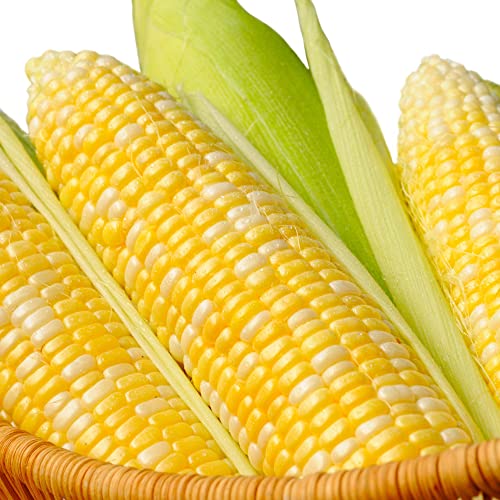 Mirai 301 Corn Seeds for Planting - Treated - ~50 Seed Packet - Corn Seed by Kitazawa Seed Company - Non-GMO Sweet Corn for The Garden, Farm, and Field