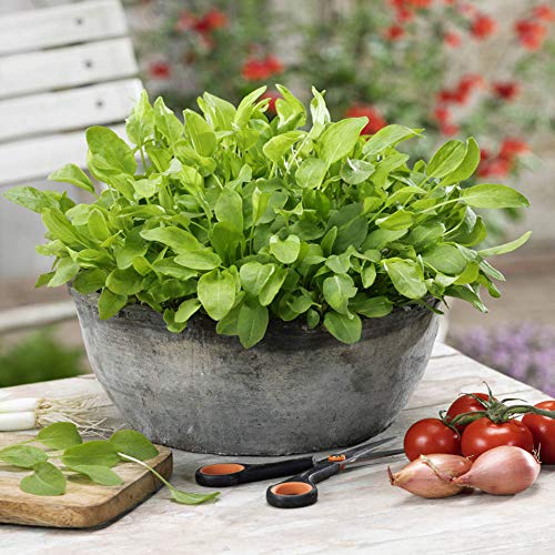 Outsidepride Garden Sorrel Culinary Herb Garden Plant for Soups & Salads - 10000 Seeds