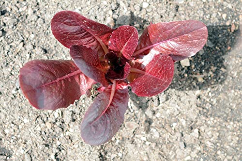 Rouge D'hiver Romaine Lettuce Seeds for Planting, 1000+ Heirloom Seeds Per Packet, (Isla's Garden Seeds), Non GMO Seeds, Botanical Name: Lactuca Sativa, Great Home Garden Gift