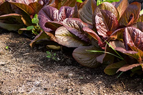 Rouge D'hiver Romaine Lettuce Seeds for Planting, 1000+ Heirloom Seeds Per Packet, (Isla's Garden Seeds), Non GMO Seeds, Botanical Name: Lactuca Sativa, Great Home Garden Gift