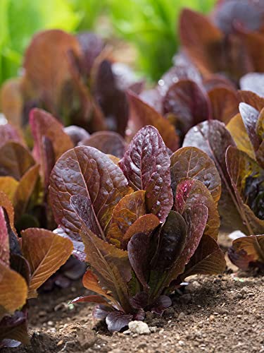 Rouge D'hiver Romaine Lettuce Seeds for Planting, 1000+ Heirloom Seeds Per Packet, (Isla's Garden Seeds), Non GMO Seeds, Botanical Name: Lactuca Sativa, Great Home Garden Gift