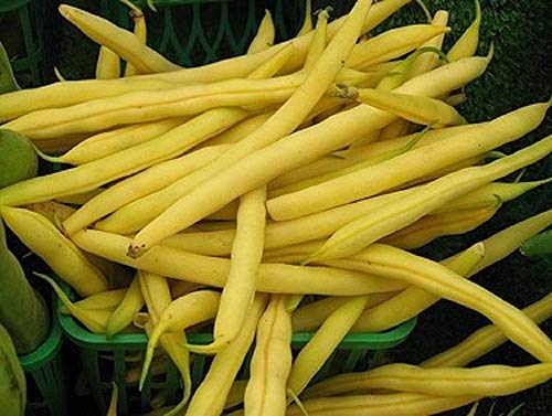 Top Notch Golden Wax Bush Bean Seeds - 50 Count Seed Pack - Non-GMO - an Excellent Heavy yielding Home Garden Variety of Bush Bean. The Beans are mild and Cook up Quick.- Country Creek LLC