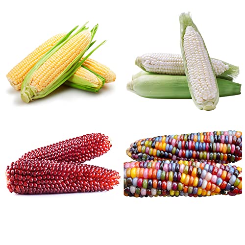 200+ Corn Seeds for Planting (4 Varieties) Glass Gem Corn, Sweet Corn, Silver Queen Corn, red Corn Non-GMO Heirloom, 90% Germination Rates Open Pollinated