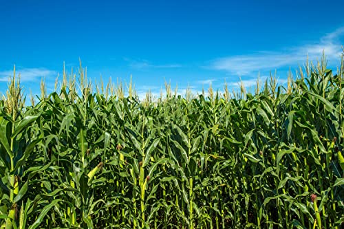 200+ Corn Seeds for Planting (4 Varieties) Glass Gem Corn, Sweet Corn, Silver Queen Corn, red Corn Non-GMO Heirloom, 90% Germination Rates Open Pollinated
