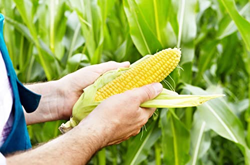 200+ Corn Seeds for Planting (4 Varieties) Glass Gem Corn, Sweet Corn, Silver Queen Corn, red Corn Non-GMO Heirloom, 90% Germination Rates Open Pollinated