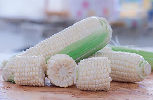 200+ Corn Seeds for Planting (4 Varieties) Glass Gem Corn, Sweet Corn, Silver Queen Corn, red Corn Non-GMO Heirloom, 90% Germination Rates Open Pollinated