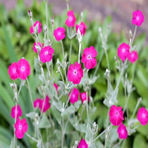 QAUZUY GARDEN 200 Rose Campion Magenta Silver Catchfly Lychnis Silene Coronaria Seeds ,Bee-Friendly Plants, Low-Maintenance