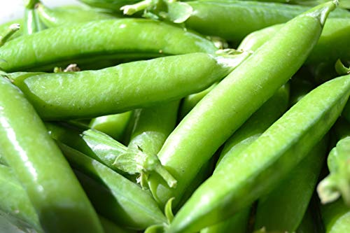 Sugar Ann Snap Pea Garden Seeds, 50+ Heirloom Seeds Per Packet, (Isla's Garden Seeds), Non GMO Seeds, Botanical Name: Pisum sativum