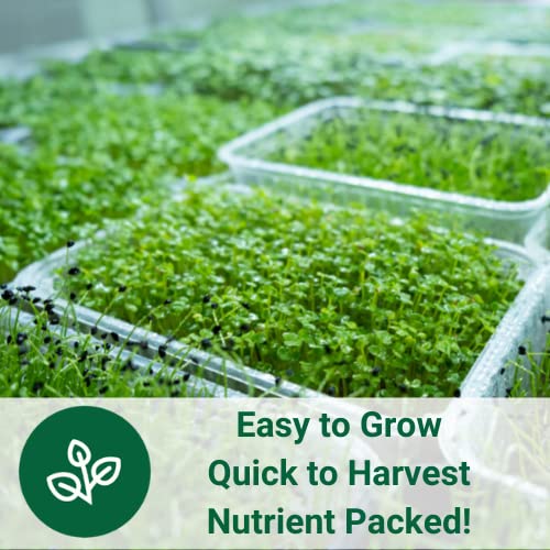 Sow Right Seeds - Cress Microgreen Seed for Growing - Instructions to Quickly Grow Your Own Delicious and Healthy Microgreens - Plant Indoors with no Special Equipment - Minimum of 12g per Packet
