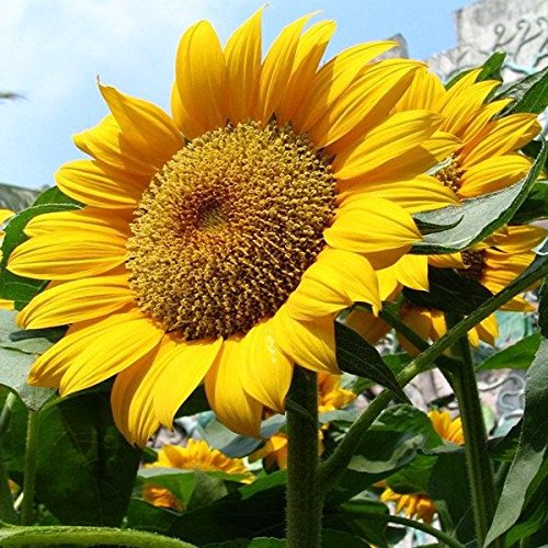 Mammoth Grey Stripe Sunflower Flower Seeds, 50+ Heirloom Seeds Per Packet, (Isla's Garden Seeds), Non GMO Seeds, Botanical Name: Helianthus annuus