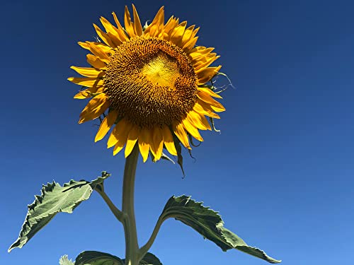Mammoth Grey Stripe Sunflower Flower Seeds, 50+ Heirloom Seeds Per Packet, (Isla's Garden Seeds), Non GMO Seeds, Botanical Name: Helianthus annuus