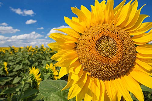 Mammoth Grey Stripe Sunflower Flower Seeds, 50+ Heirloom Seeds Per Packet, (Isla's Garden Seeds), Non GMO Seeds, Botanical Name: Helianthus annuus