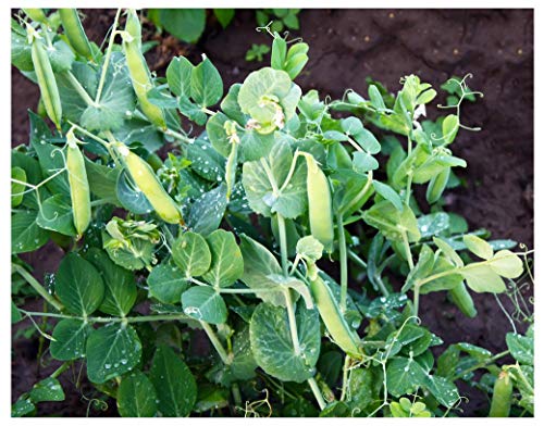 Earthcare Seeds Peas Little Marvel Sweet Dwarf Bush Pea 50 Seeds (Pisum sativum) No GMO – Open Pollinated - Heirloom