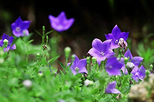 100+ Peachleafed Bellflower Campanula Flower Seeds Purple Blue Perennial Garden Beauty