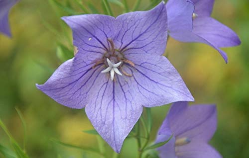 100+ Peachleafed Bellflower Campanula Flower Seeds Purple Blue Perennial Garden Beauty