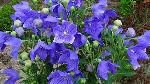 100+ Peachleafed Bellflower Campanula Flower Seeds Purple Blue Perennial Garden Beauty