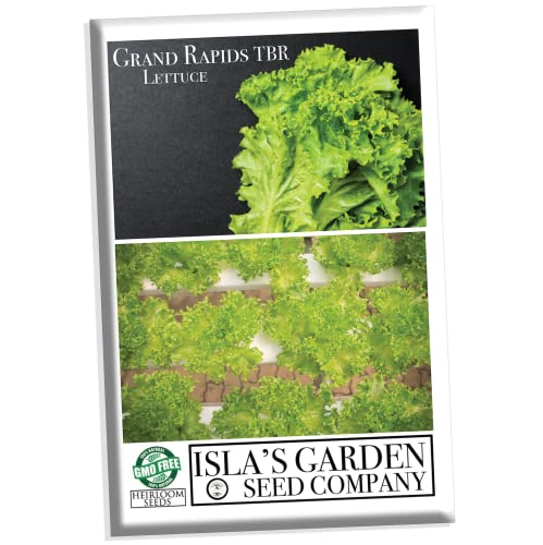 Grand Rapids TBR Lettuce Seeds for Planting, 1000+ Heirloom Seeds Per Packet, (Isla's Garden Seeds), Non GMO Seeds, Botanical Name: Lactuca Sativa, Great Home Garden Gift