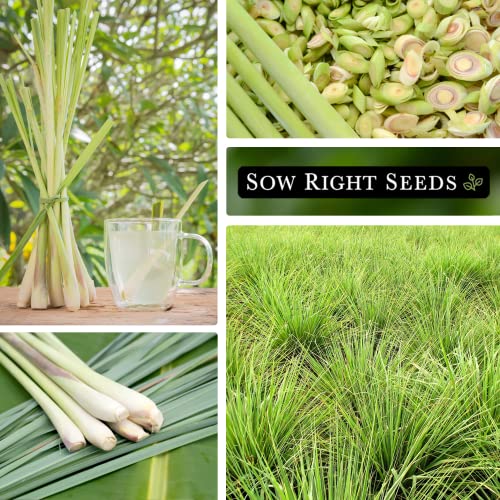 Sow Right Seeds - Lemon Grass Seed for Planting - Non-GMO Heirloom Seeds - Full Instructions for Easy Planting and Growing an Herb Garden, Indoor or Outdoors; Great Gardening Gift (2)