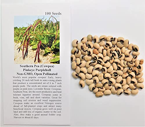 David's Garden Seeds Southern Pea (Cowpea) Pinkeye Purplehull FBA-0004 (Purple) 100 Non-GMO, Heirloom Seeds
